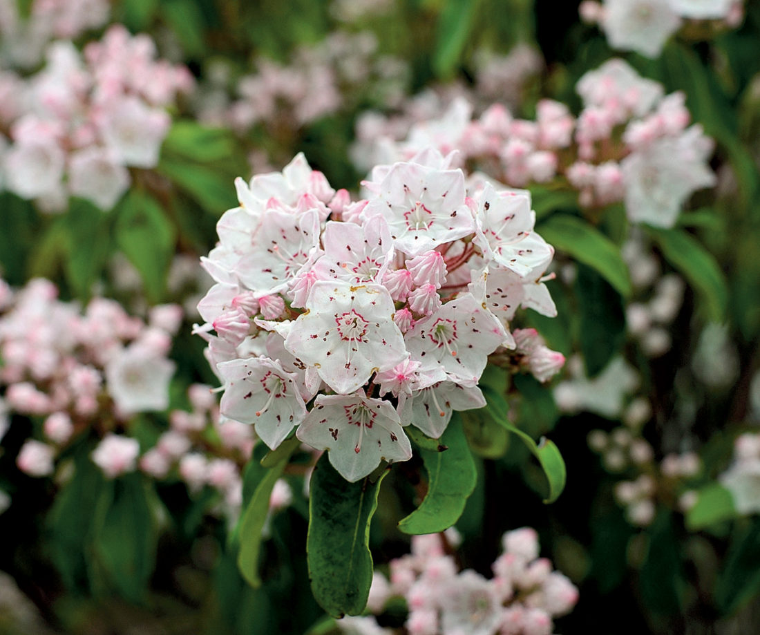 Appalachian Spring – Garden & Gun