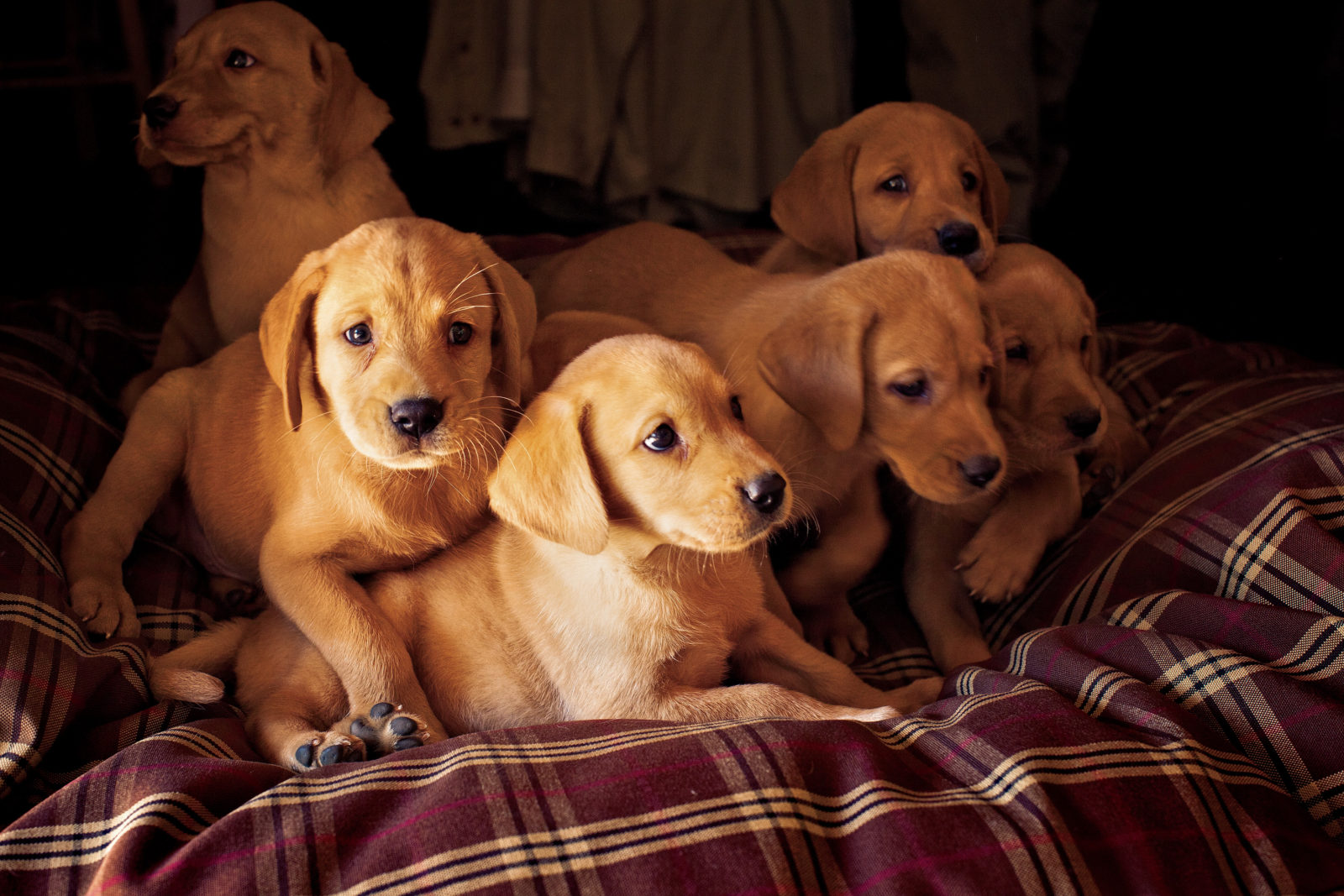 Secrets to a Great Gun Dog – Garden & Gun