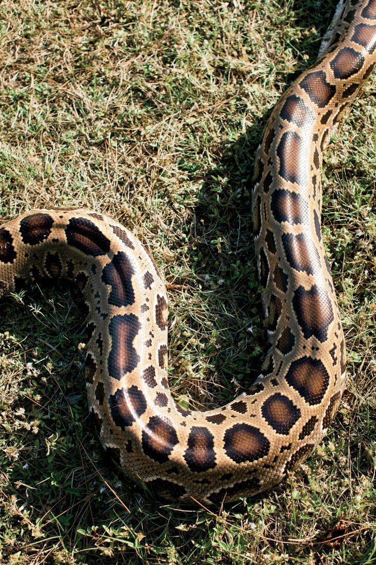 On the Hunt for Pythons in the Everglades – Garden & Gun
