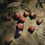 Field Guide: Wild Persimmon