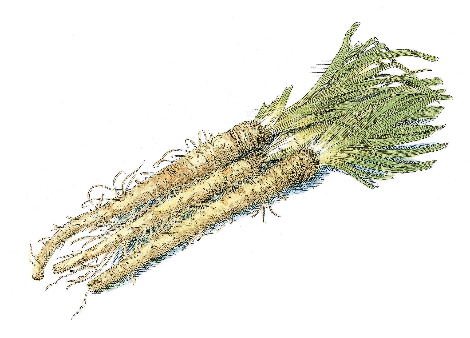 What's In Season: Pecans, Turnips, and Salsify – Garden & Gun