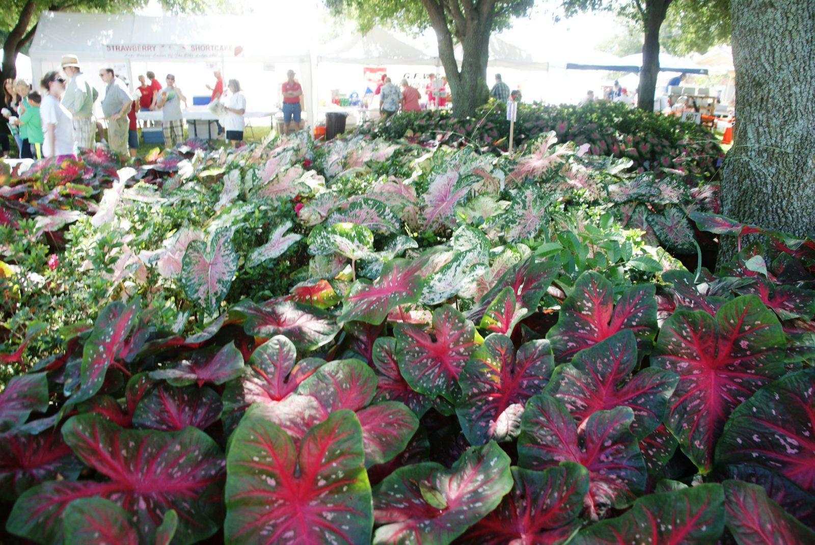 The Caladium Capital of the World – Garden & Gun