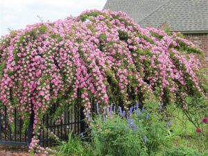 How Hope Bloomed From a Hurricane: The Katrina Rose – Garden & Gun