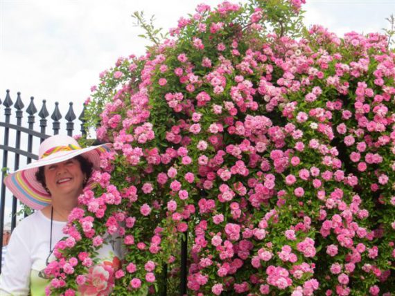 How Hope Bloomed From a Hurricane: The Katrina Rose – Garden & Gun