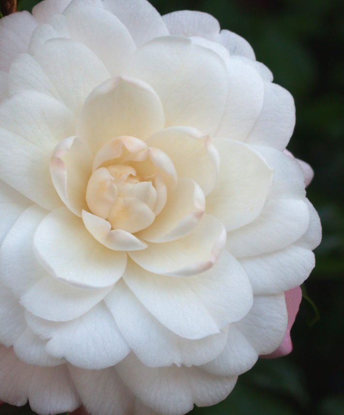 Camellias Archives – Garden & Gun