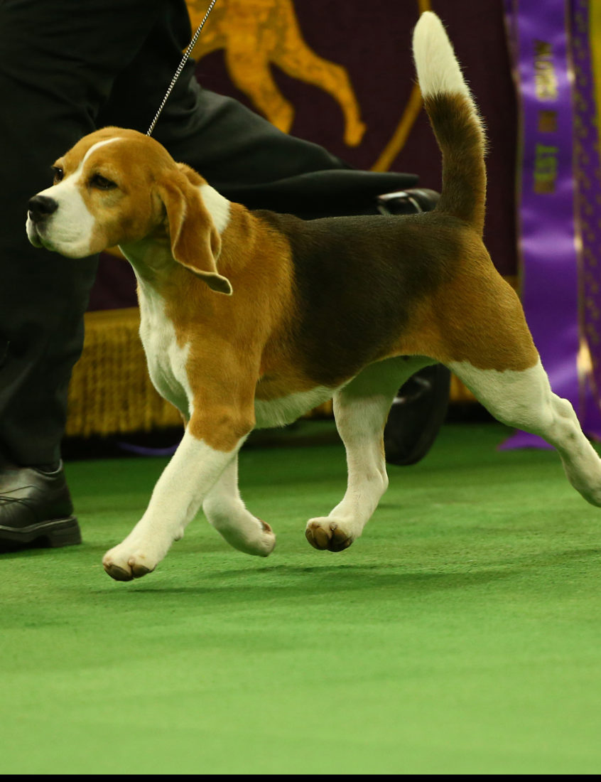 Secrets Of A Westminster Dog Show Judge Garden Gun Secrets Of A Westminster Dog Show Judge Garden Gun