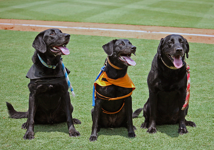 Spring Training—It's for the Dogs! – Garden & Gun