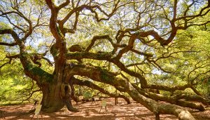 Ten Storied Southern Trees – Garden & Gun