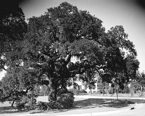 Ten Storied Southern Trees – Garden & Gun