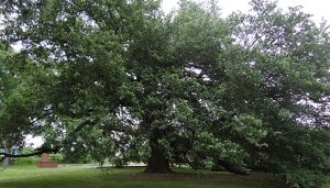 Ten Storied Southern Trees – Garden & Gun