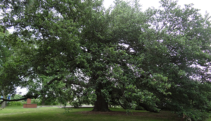 Southern Trees Identification