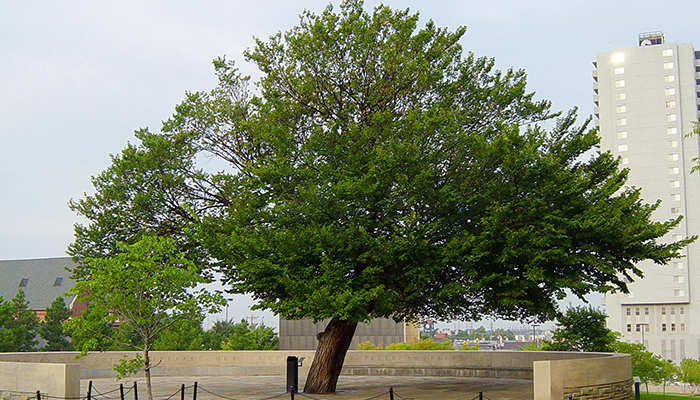 Ten Storied Southern Trees – Garden & Gun