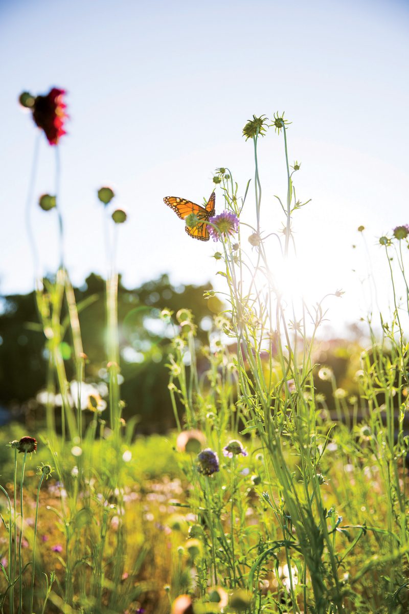 A Southern Kitchen Garden – Garden & Gun