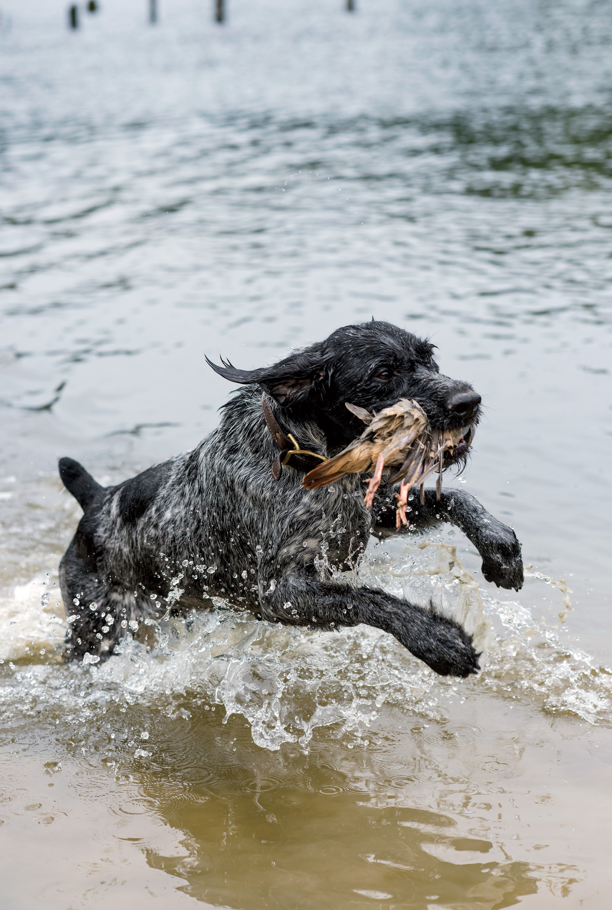 These Are Five of the South's Best Gundog Trainers