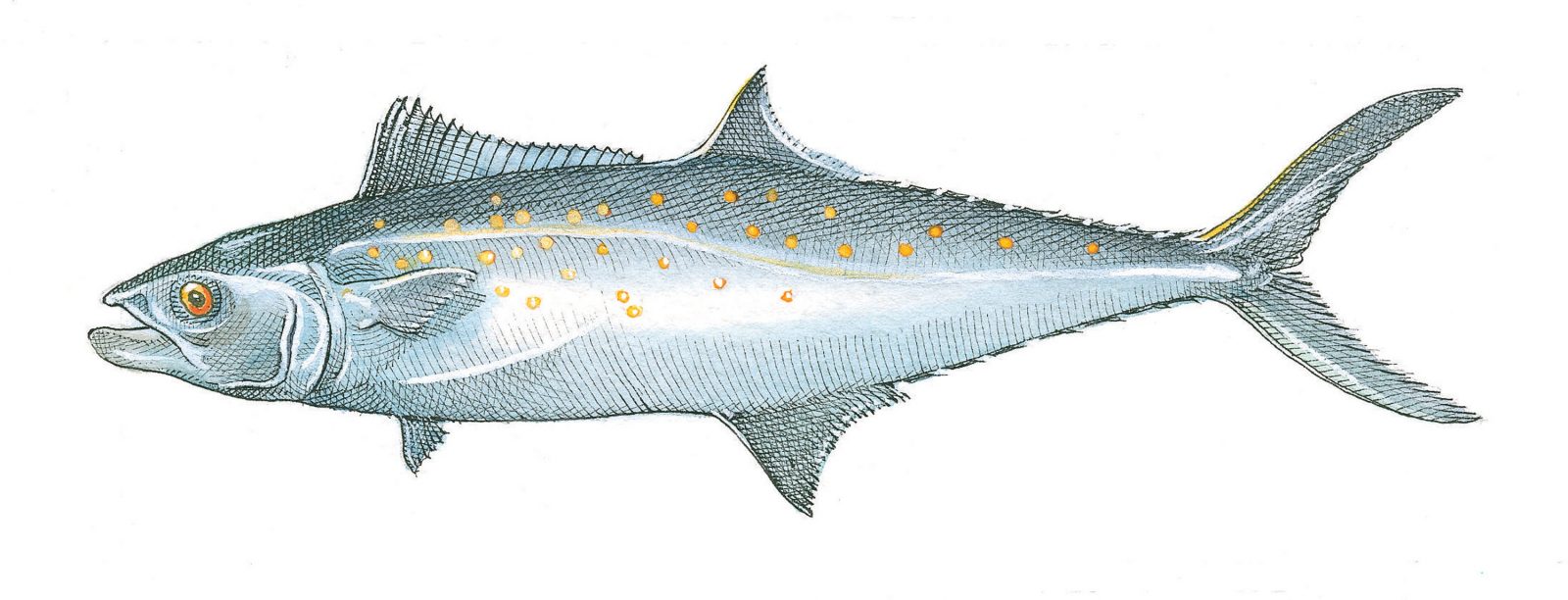 A Guide to Trash Fish – Garden & Gun