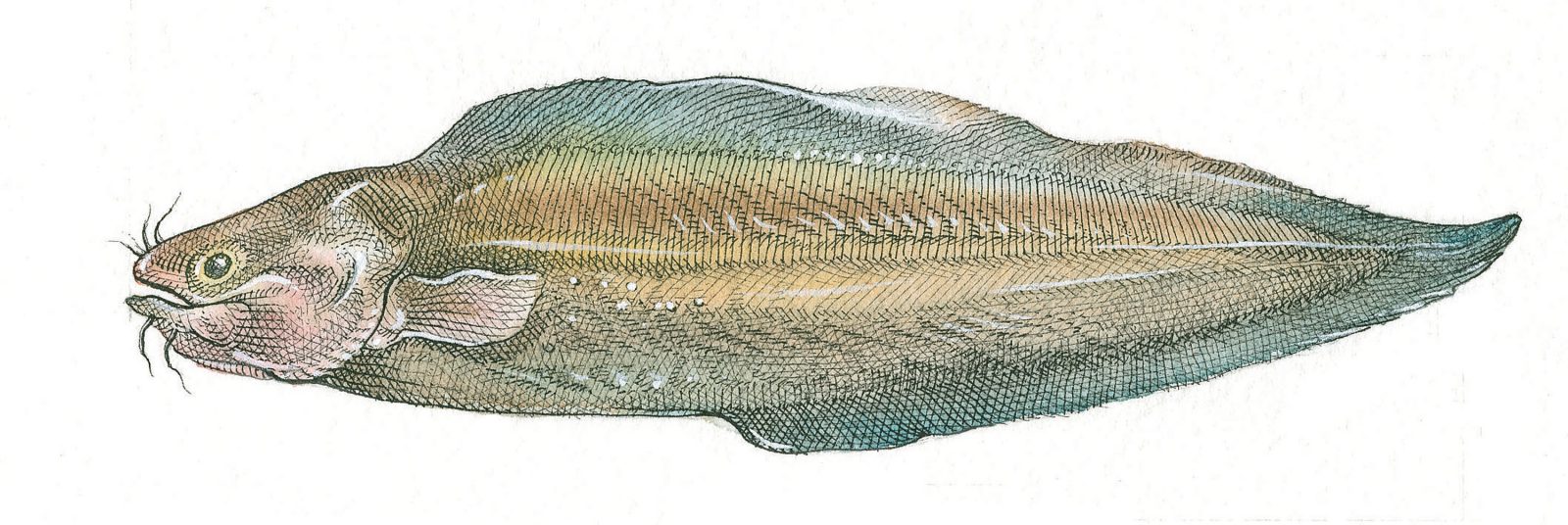 A Guide to Trash Fish – Garden & Gun