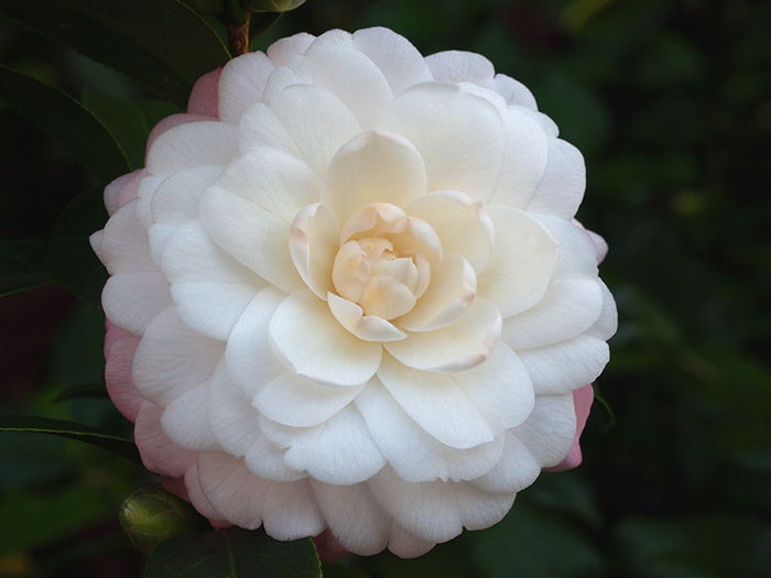 Where to See the South’s Best Camellias – Garden & Gun