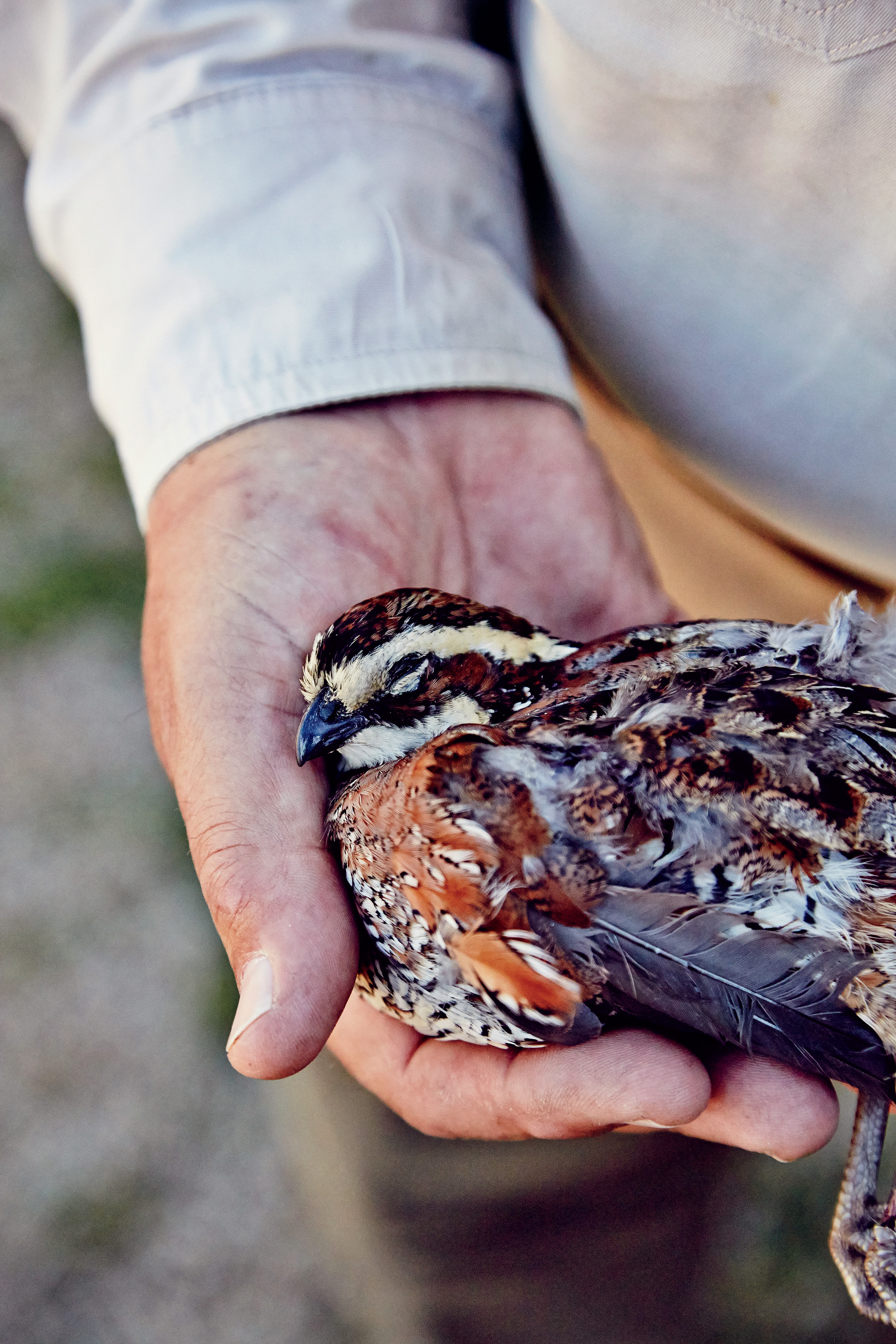 Crazy for Quail – Garden & Gun