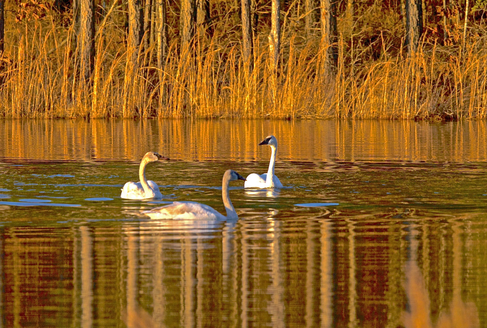 The Mystery of Southern Swans – Garden & Gun