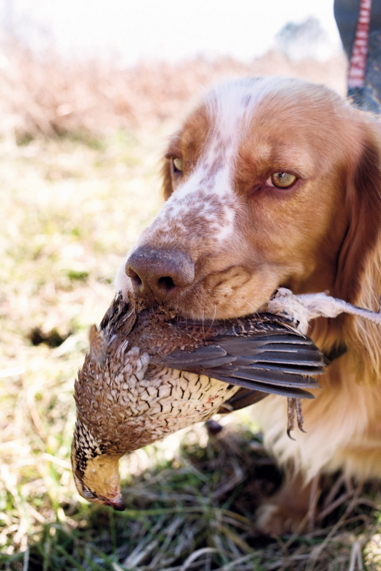 Alabama's Quail Trail – Garden & Gun