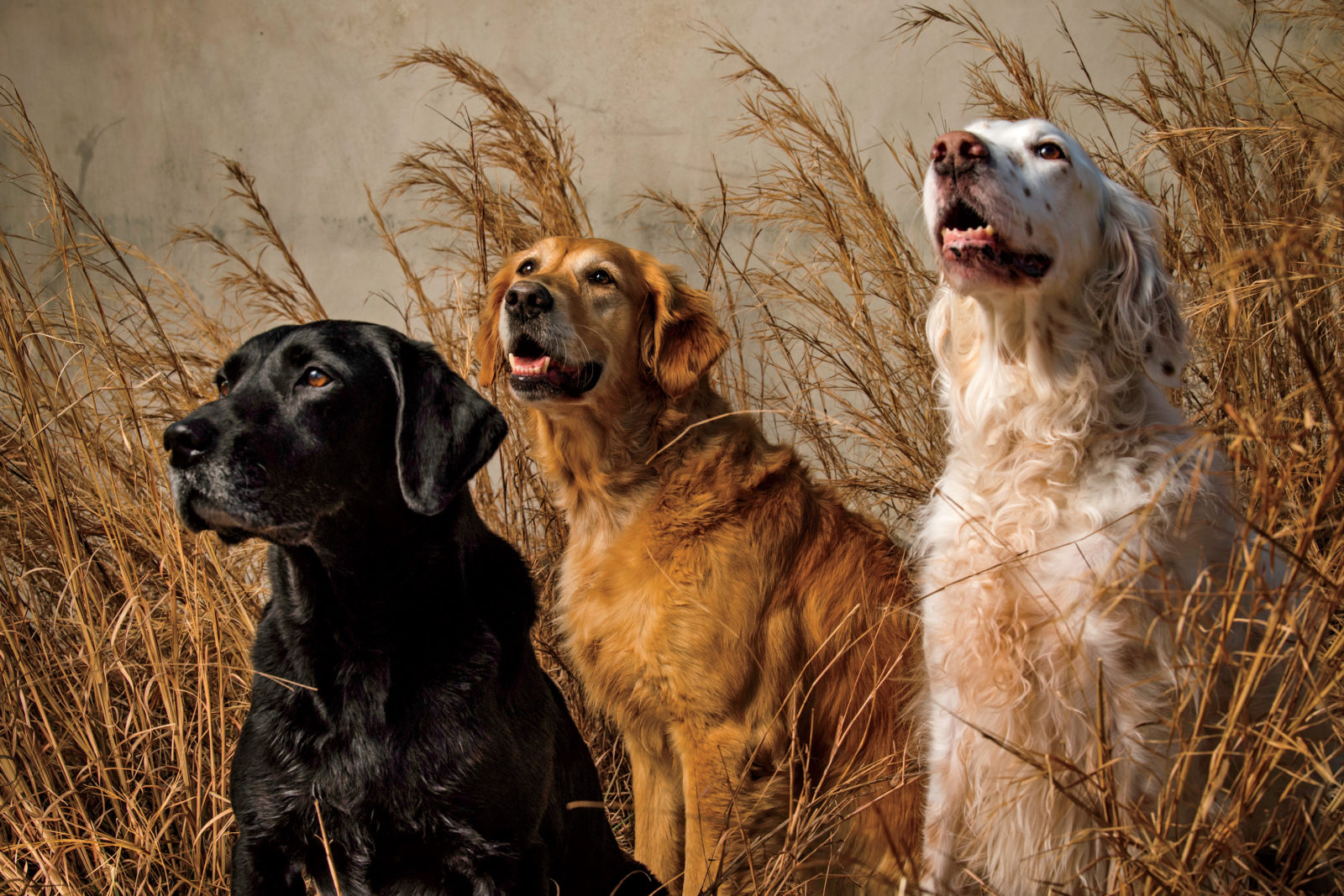 G&G's Dog Stars – Garden & Gun