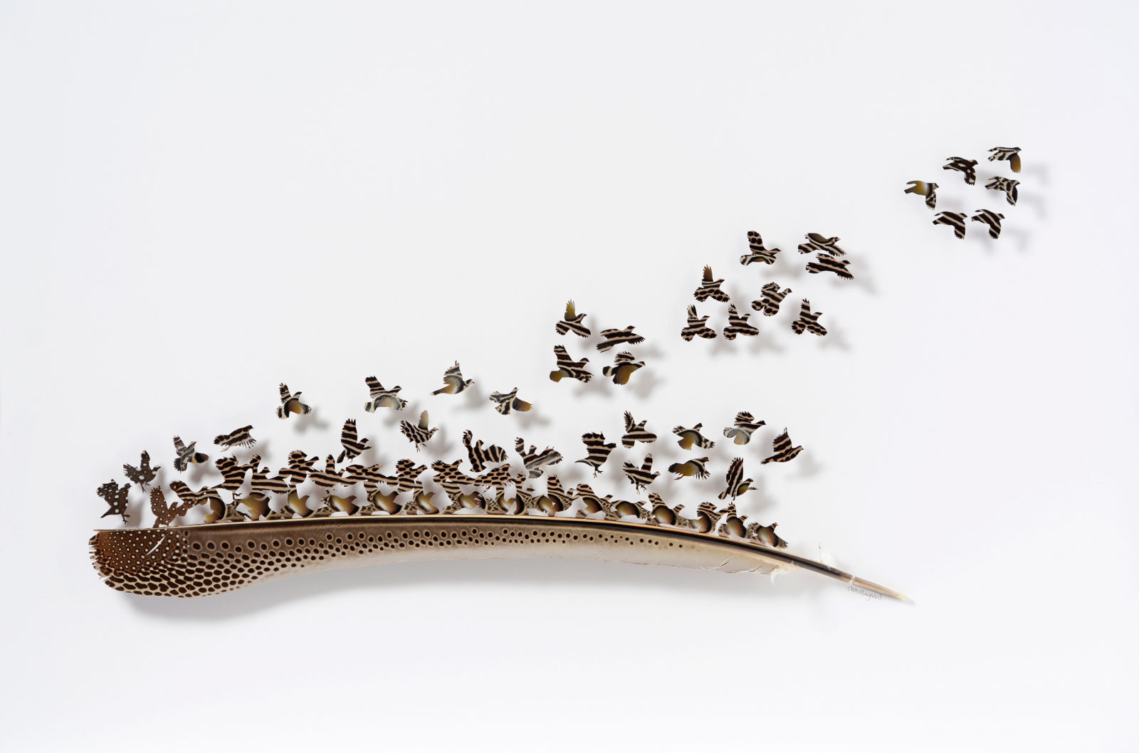 Chris Maynard: Feather Artist