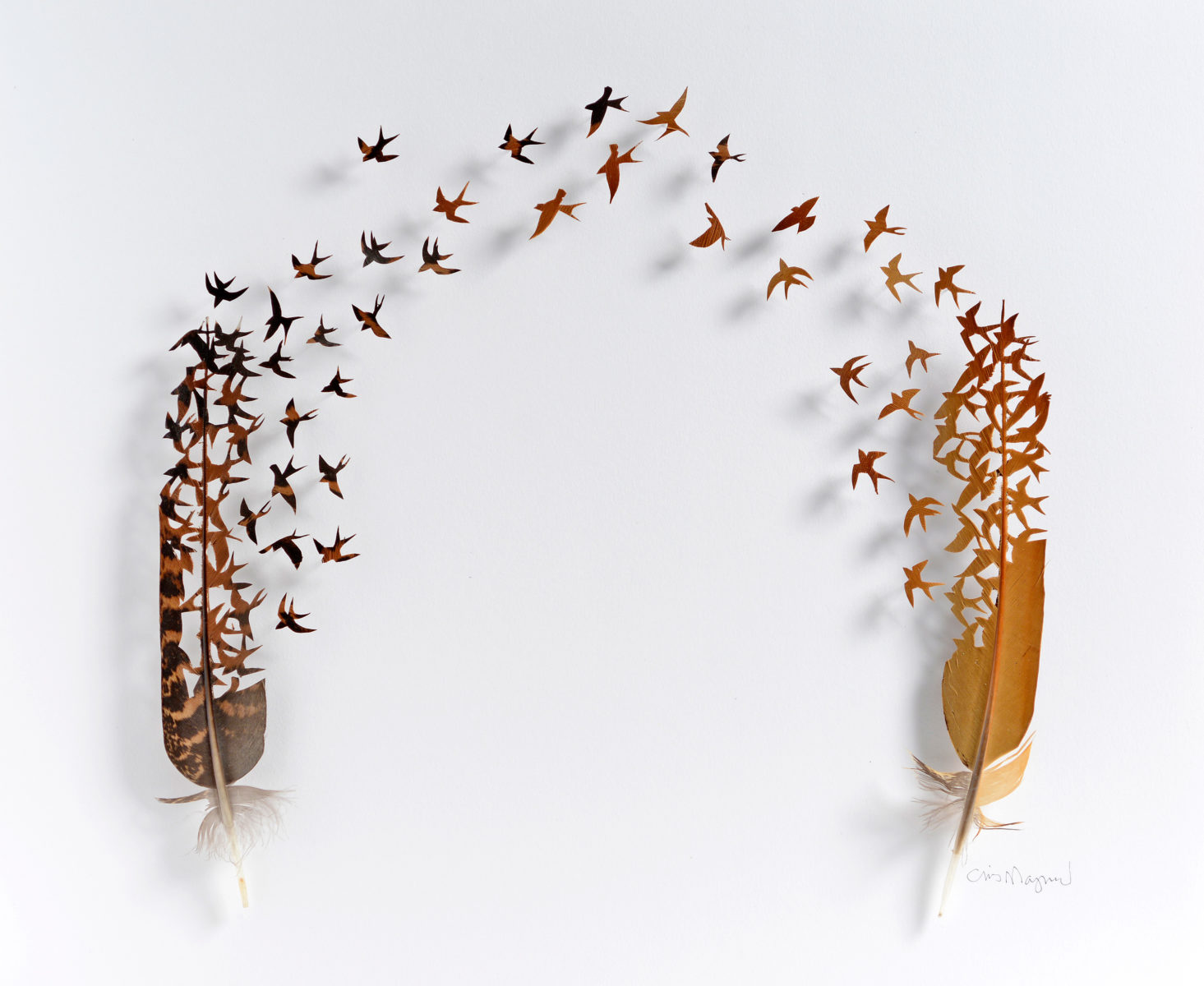 Birds from a Feather: Chris Maynard's Shadow-Box Art