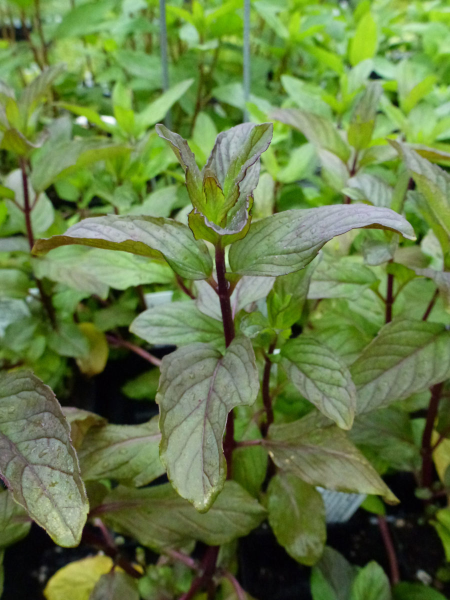 Meet the Mints – Garden & Gun