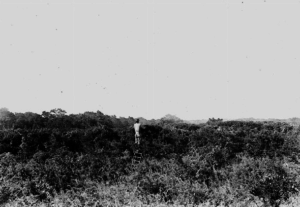 A Slice of Key Lime Pie History – Garden & Gun