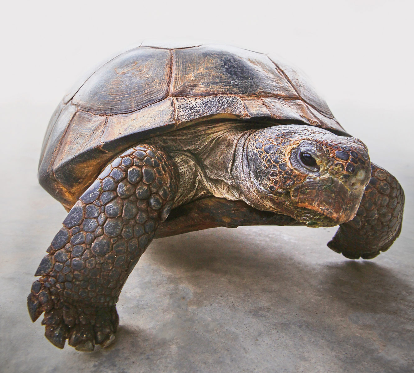 The Tortoise and the Lair – Garden & Gun