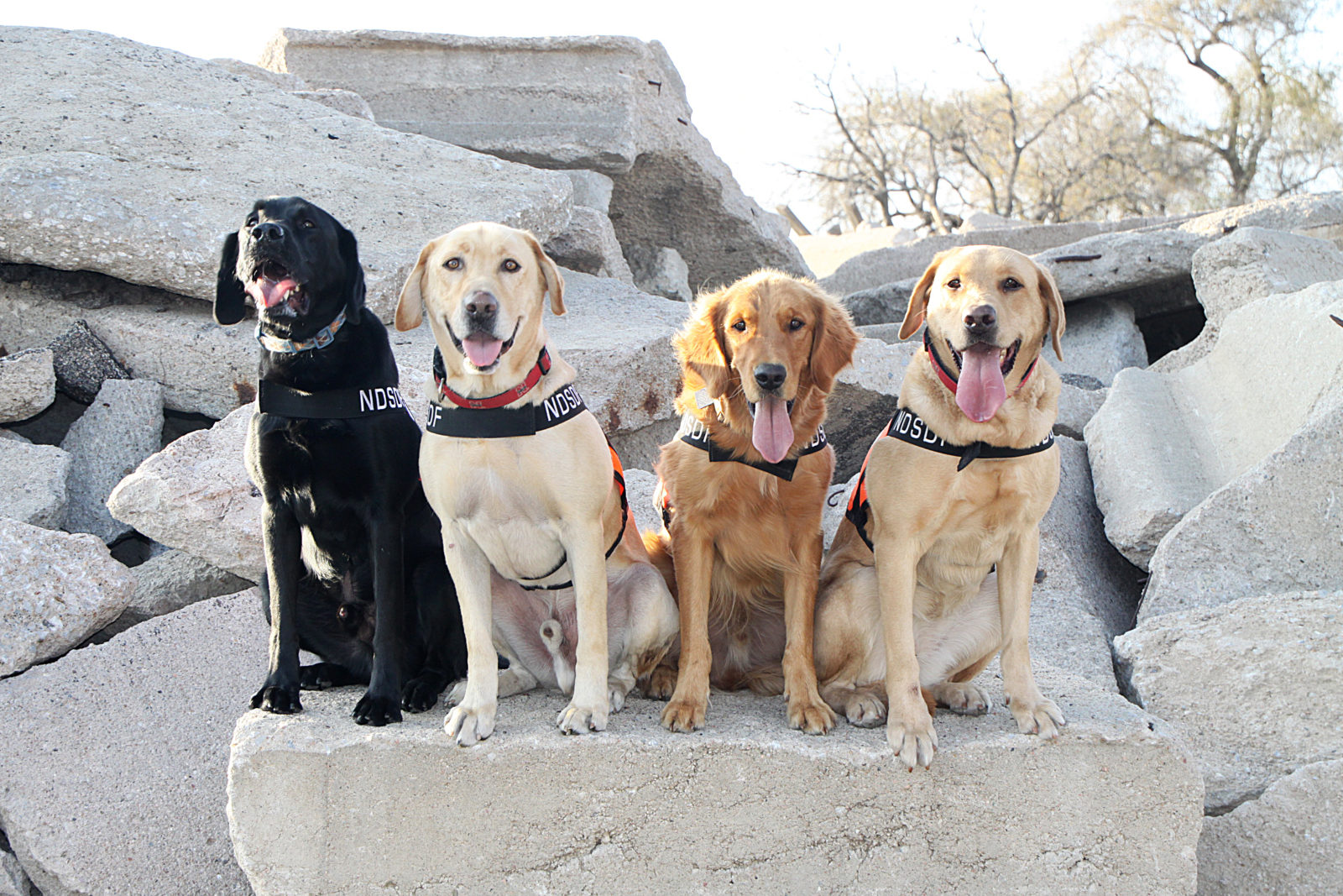Meet the Rescue Dogs—Who Become the Rescuers – Garden & Gun
