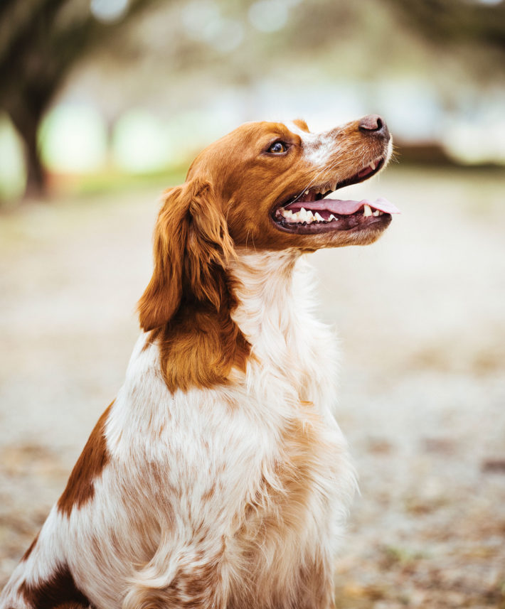 Meet the Good Dogs: This Week's Comebacks – Garden & Gun