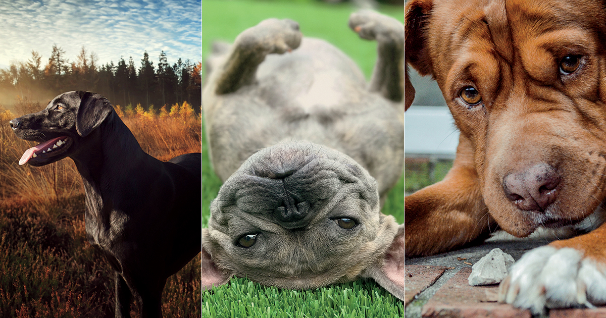 2017 Overall Winners – Garden & Gun