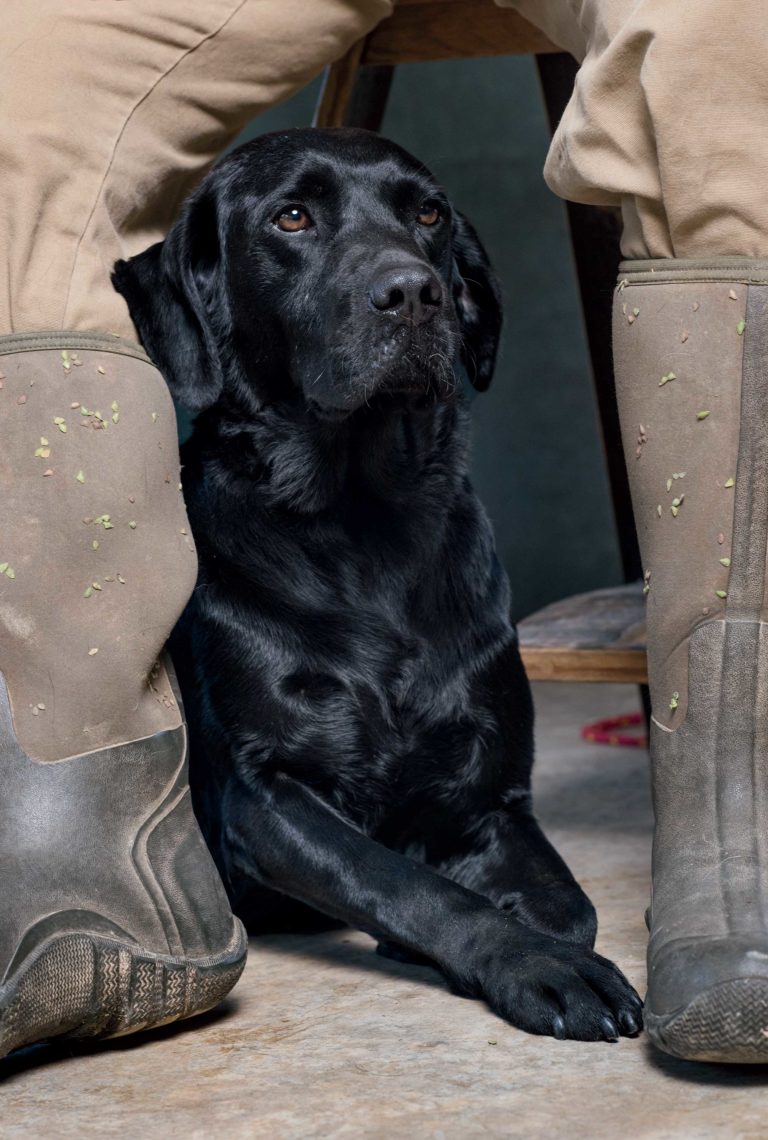 How to Train Your Own Gun Dog – Garden & Gun