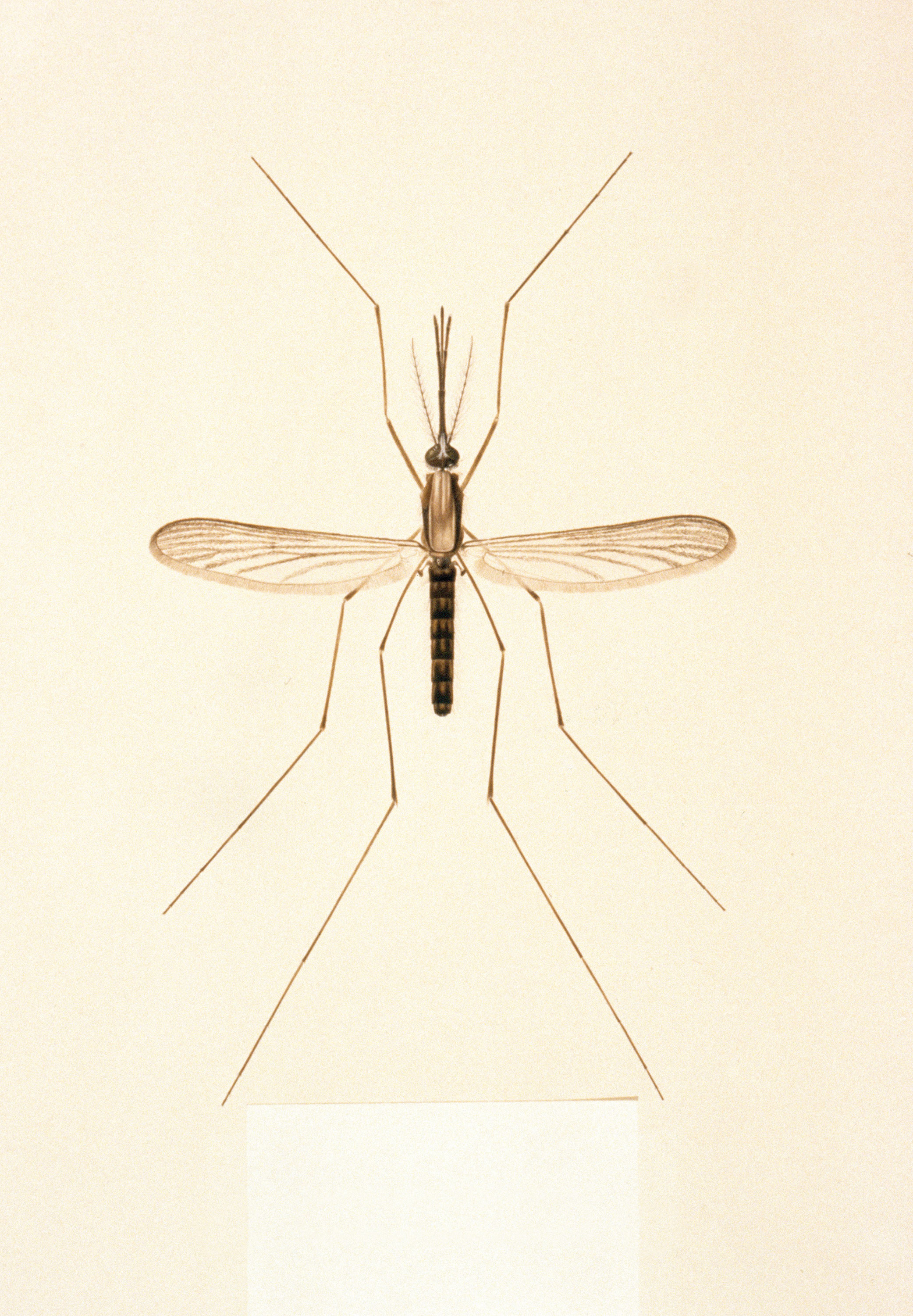 Culex Mosquito Drawing