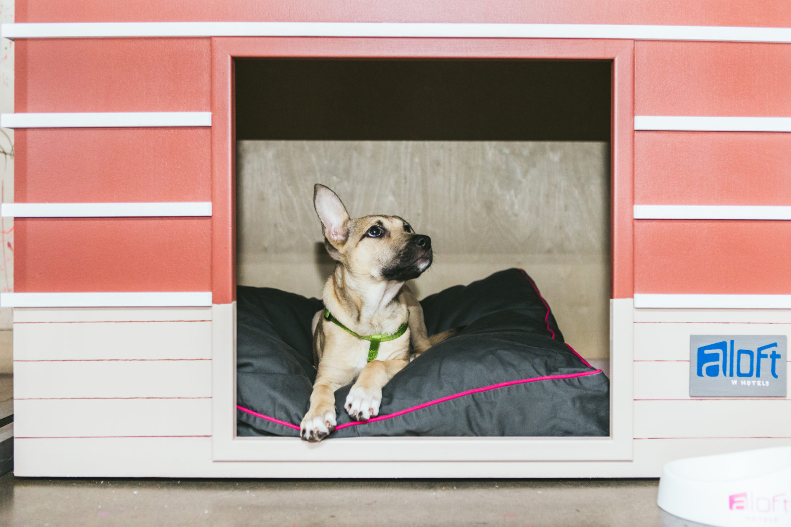 How a Hotel in Asheville Helps Rescue Dogs – Garden & Gun