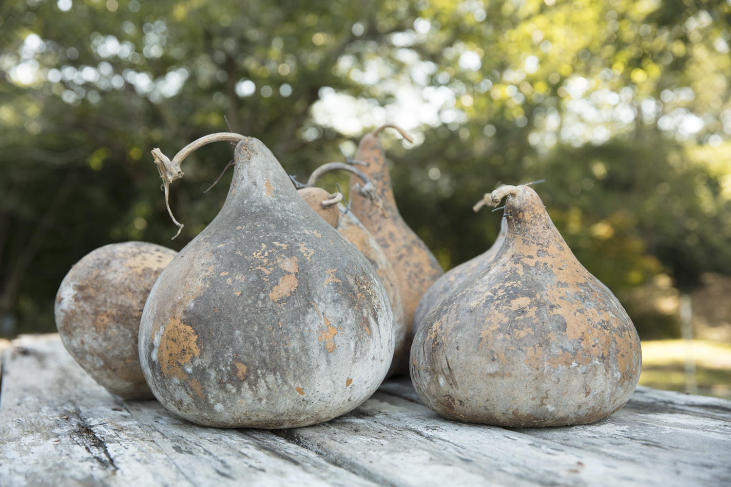 How to Build a Gourd Home for Martins – Garden & Gun