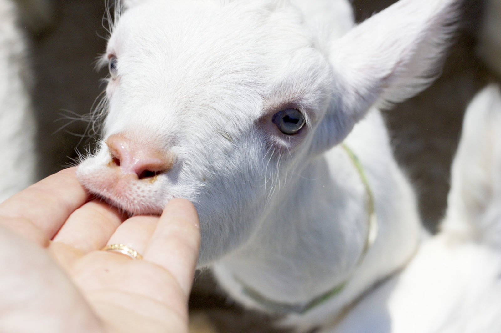 A Goat Paradise in Georgia – Garden & Gun