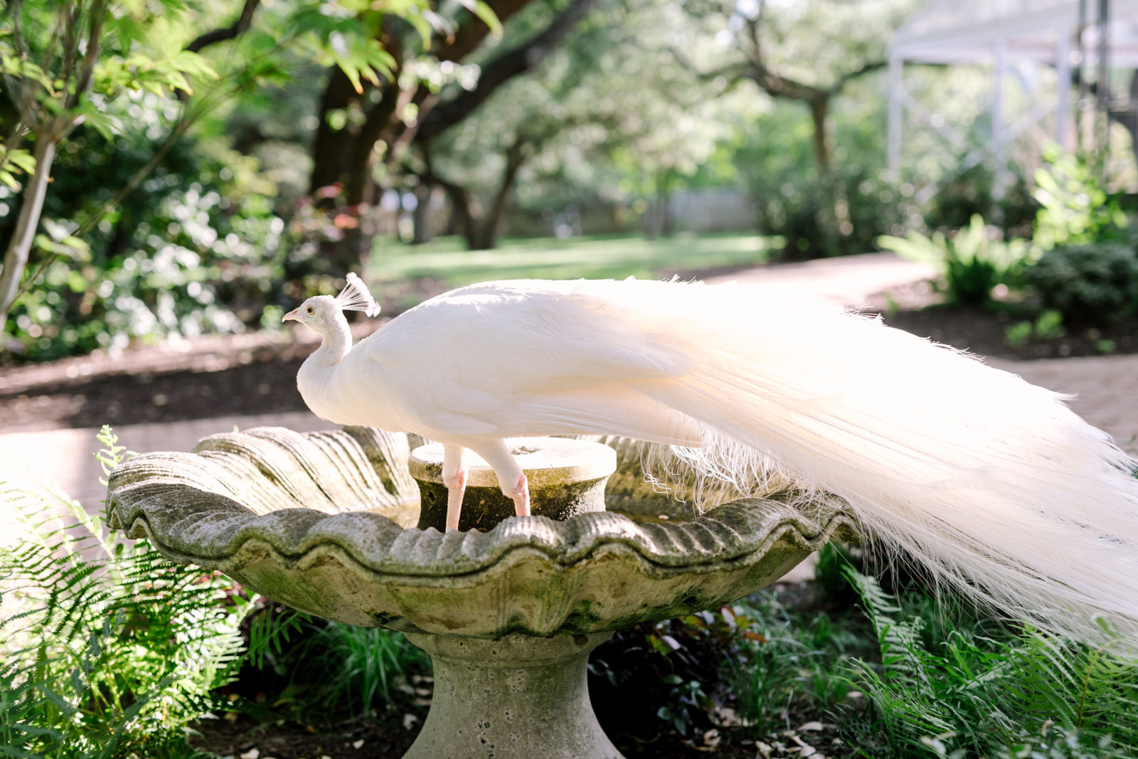 The Loneliest Peacock in Texas – Garden & Gun