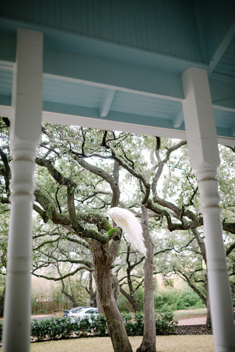 The Loneliest Peacock in Texas – Garden & Gun