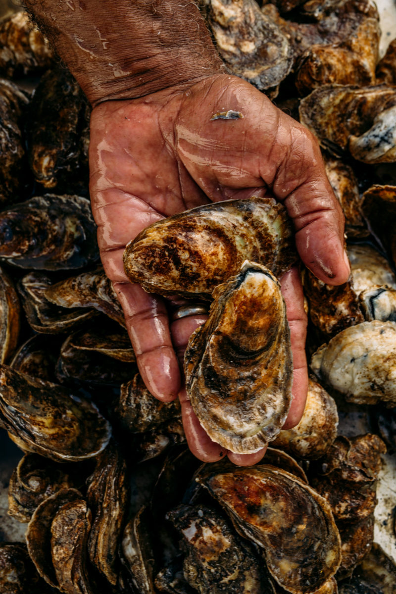 Hope on the Half Shell – Garden & Gun
