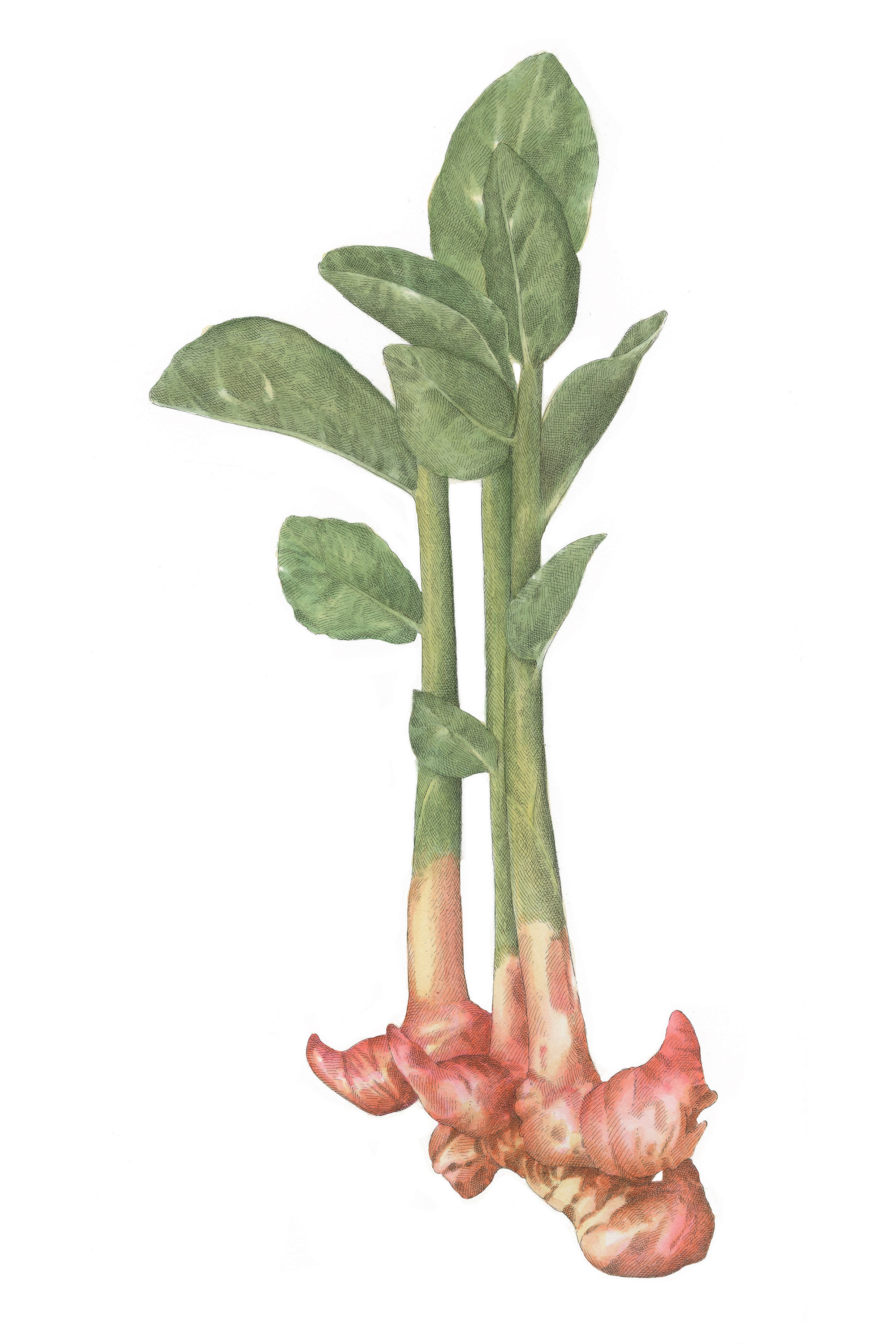 What's In Season: Cooking with Galangal – Garden & Gun