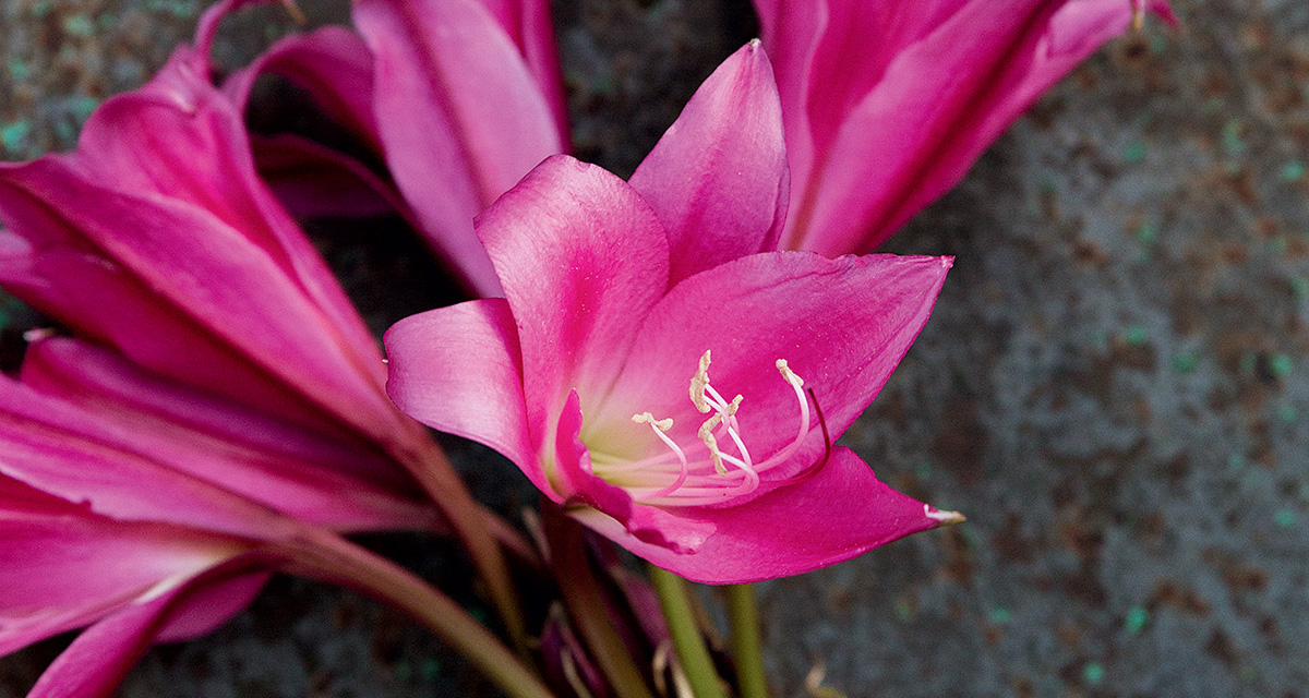 Lilies with a Legacy – Garden & Gun