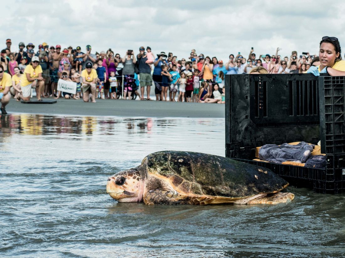 How to Save a Loggerhead – Garden & Gun