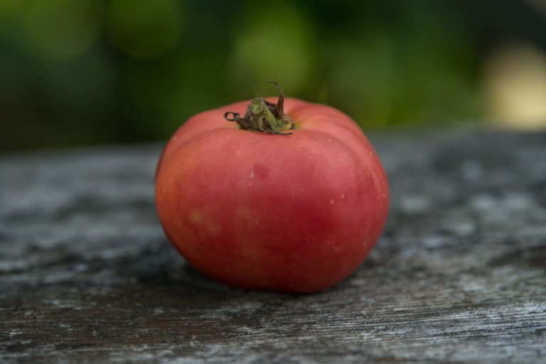 Secrets of a Southern Tomato Garden – Garden & Gun