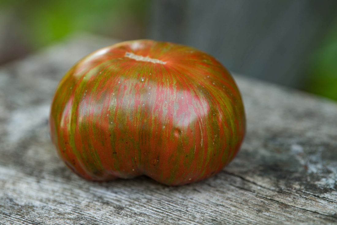 Secrets of a Southern Tomato Garden – Garden & Gun