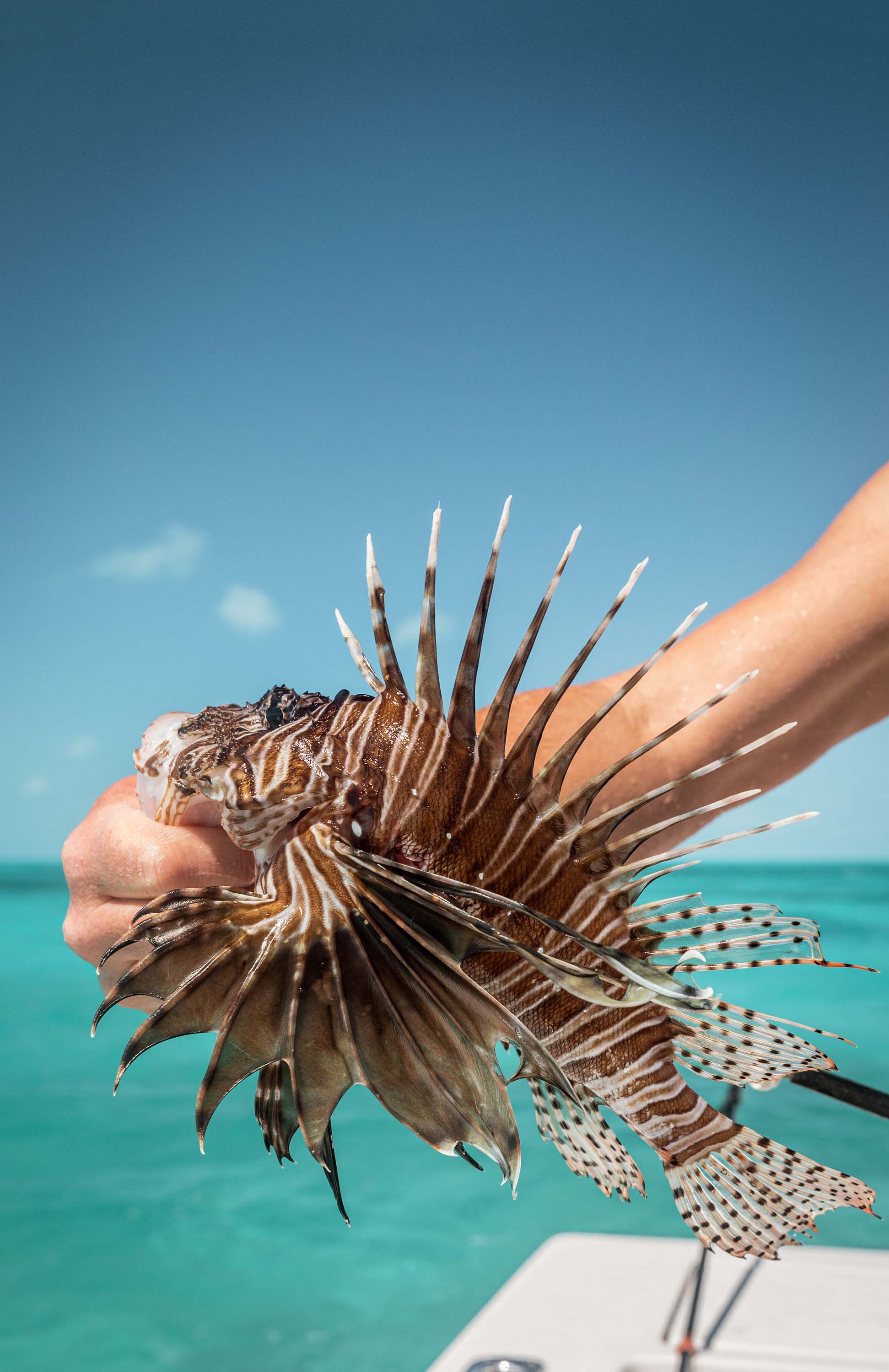 Fish Hawks in Paradise – Garden & Gun