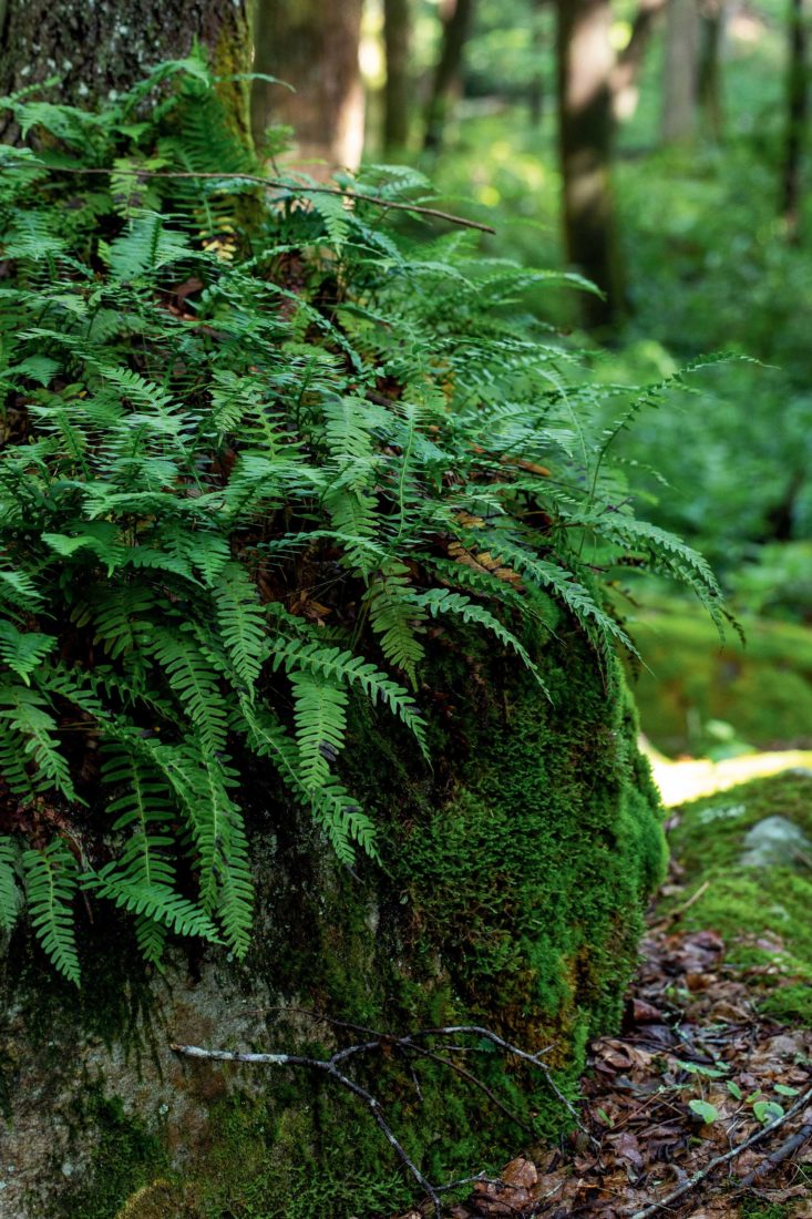 The Magic of Moss – Garden & Gun