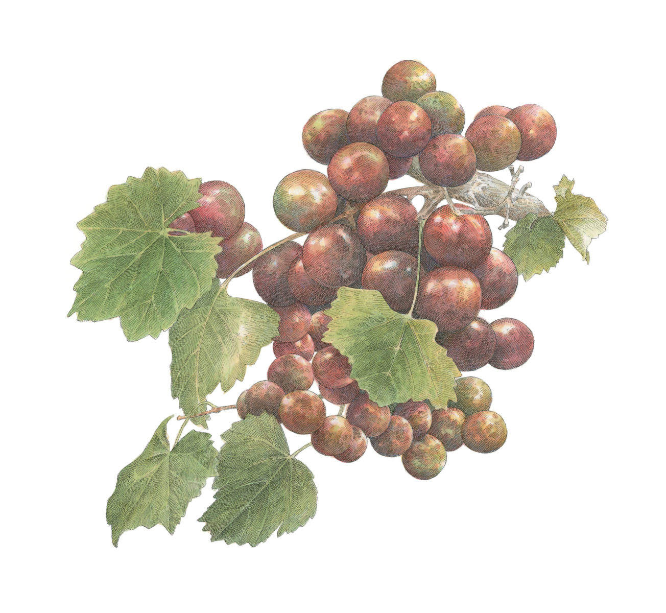What's In Season: Muscadines – Garden & Gun