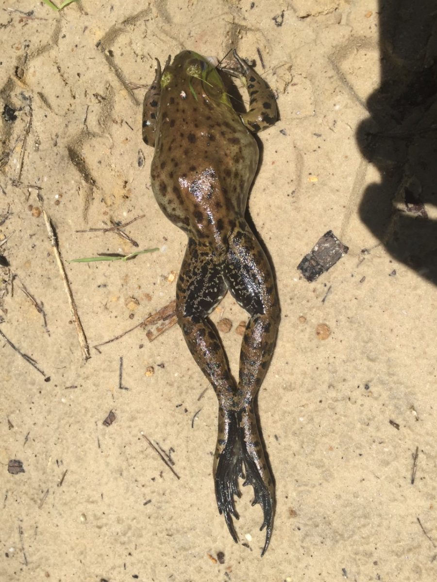 Frog Eats Quail – Garden & Gun
